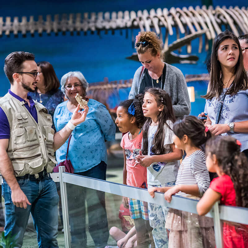 Examine Fossil Replicas of Dinosaurs at Orlando Science Center