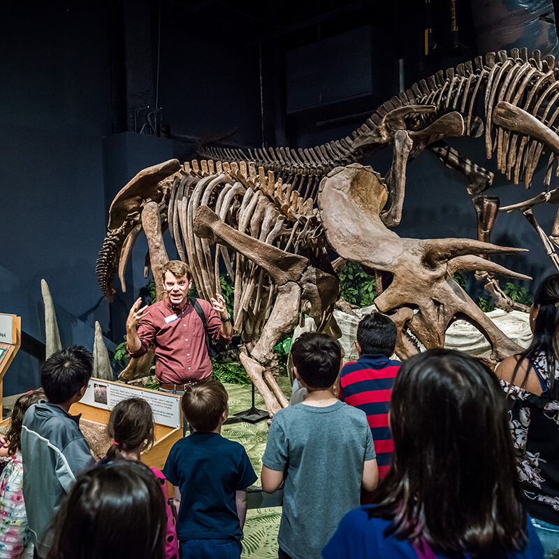 Examine Fossil Replicas of Dinosaurs at Orlando Science Center