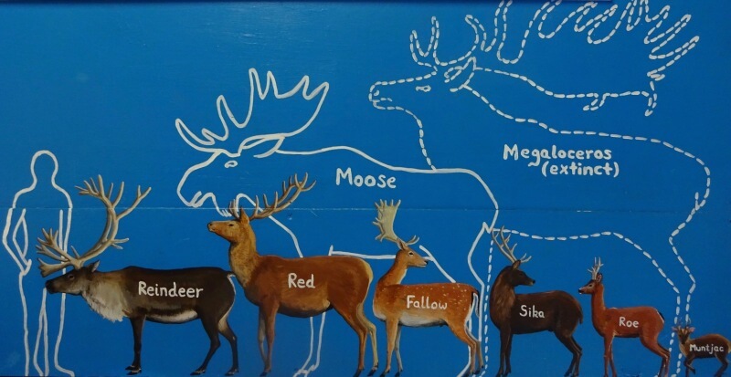 Cool Reindeer Facts You Didn't Know - Orlando Science Center