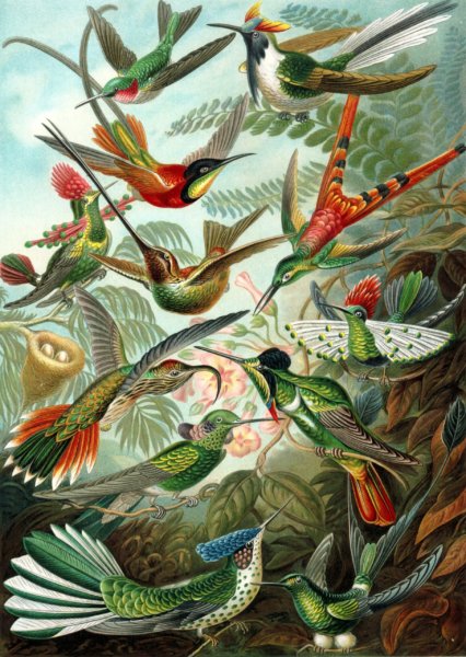 National Hummingbird Day - Orlando Science Center
