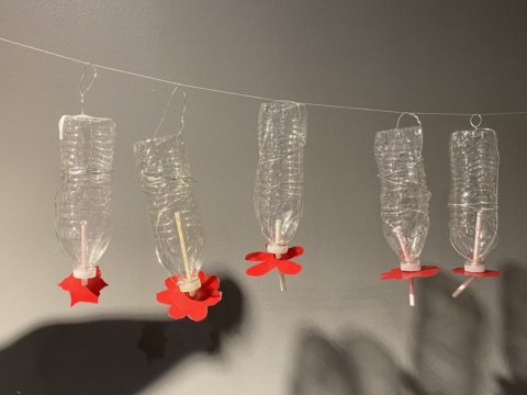 National Hummingbird Day - Orlando Science Center